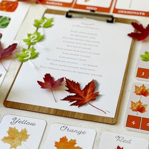 Maple Tree Unit Study, Homeschool Curriculum (digital Download) - Etsy