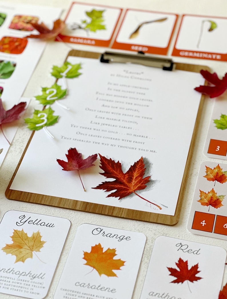 Maple Tree Unit Study, Homeschool Maple Tree Study, Morning Basket ...