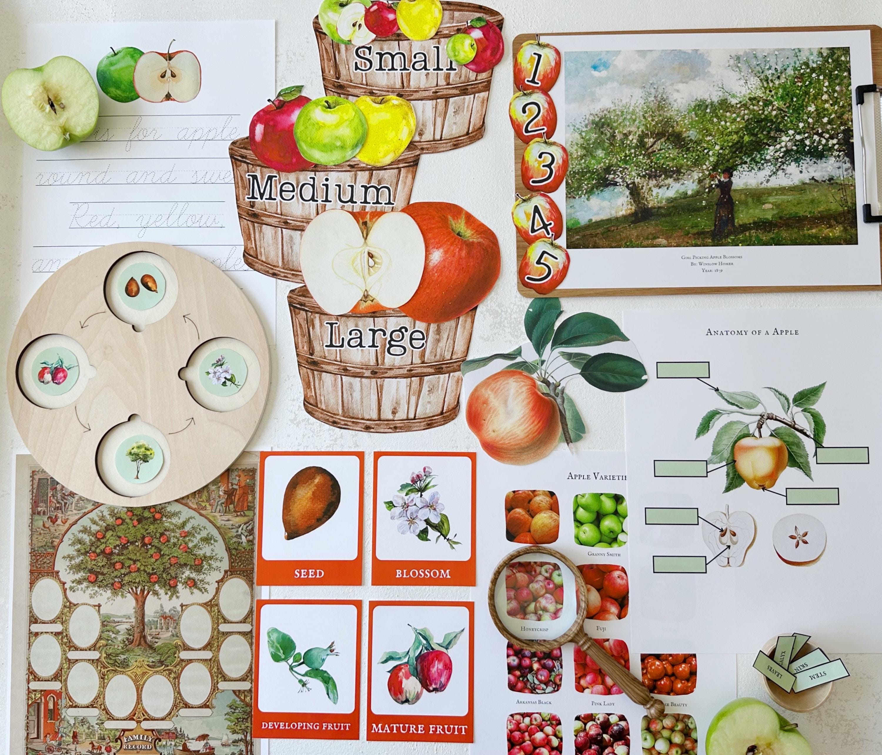 Apple Study, Fall Unit Study, Homeschool Apple Study, Fall Morning ...