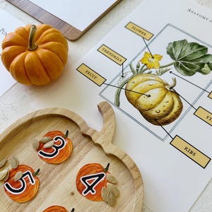 Pumpkin Unit Study, Fall Unit Study, Homeschool Pumpkin Study, Fall ...