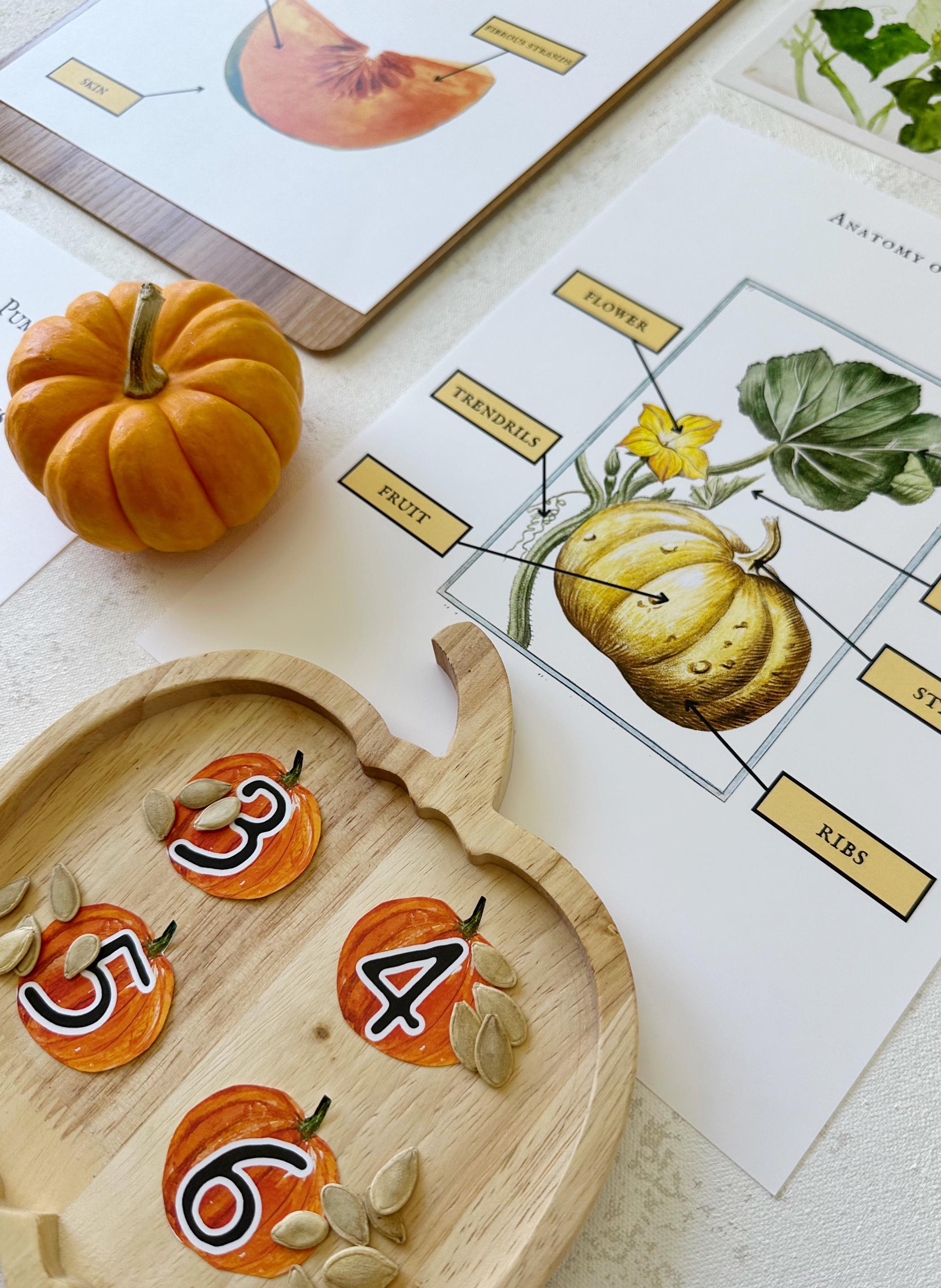 Pumpkin Unit Study, Fall Unit Study, Homeschool Pumpkin Study, Fall ...