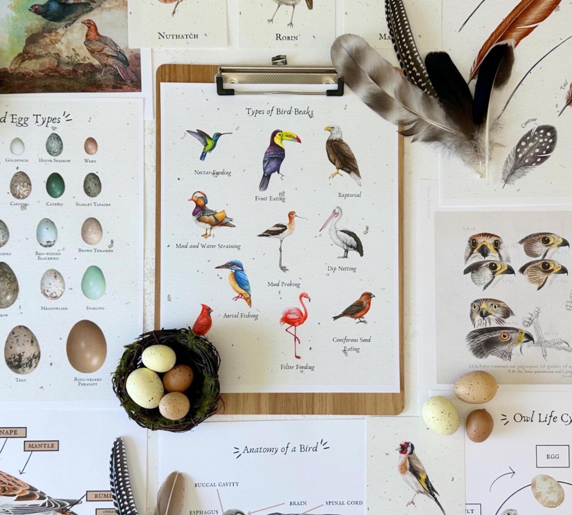 Bird Unit Study Printable, Homeschool Science Lesson, Animal Nature ...