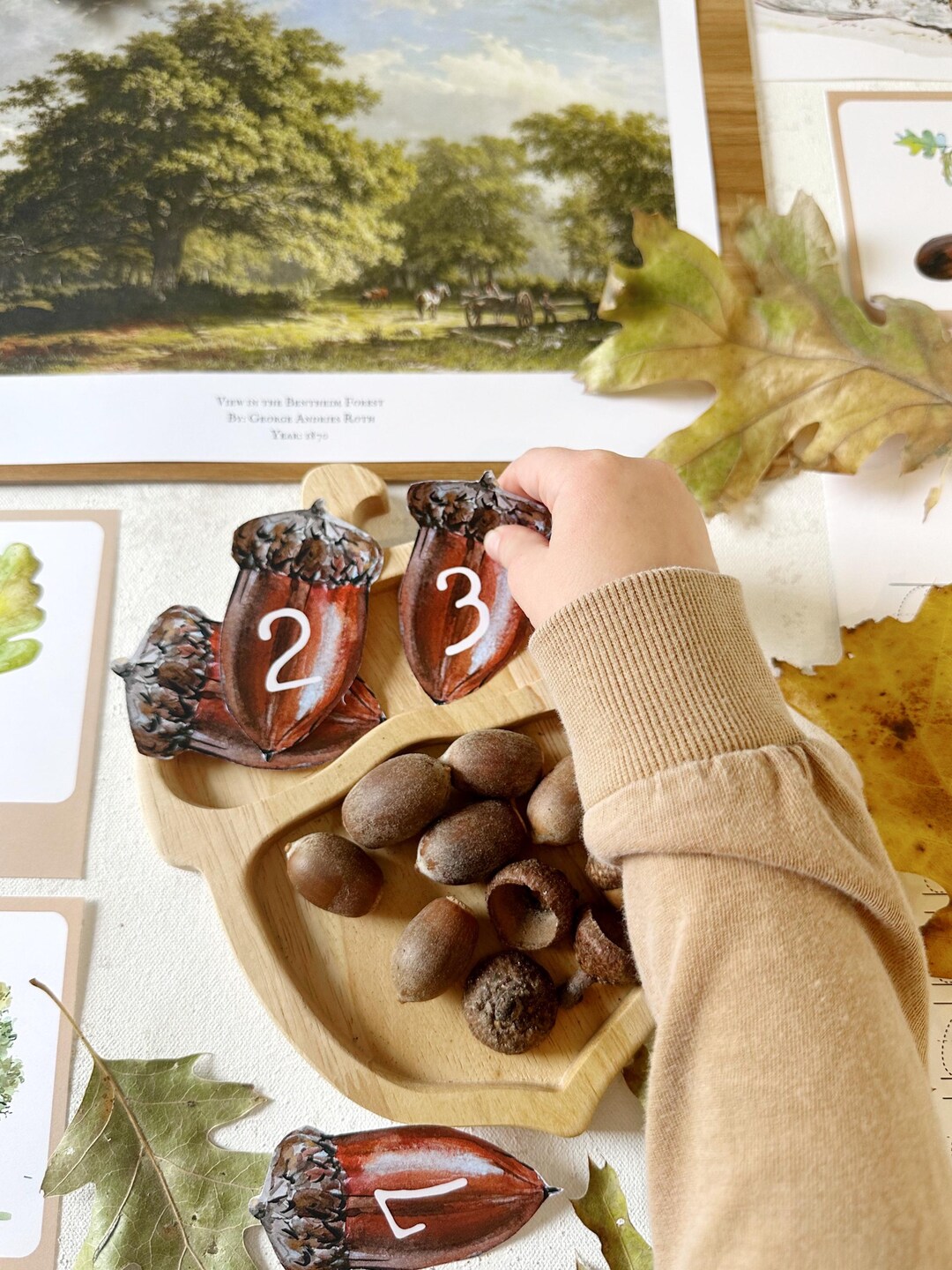 Oak Tree Unit Study, Homeschool Oak Tree Study, Morning Basket ...