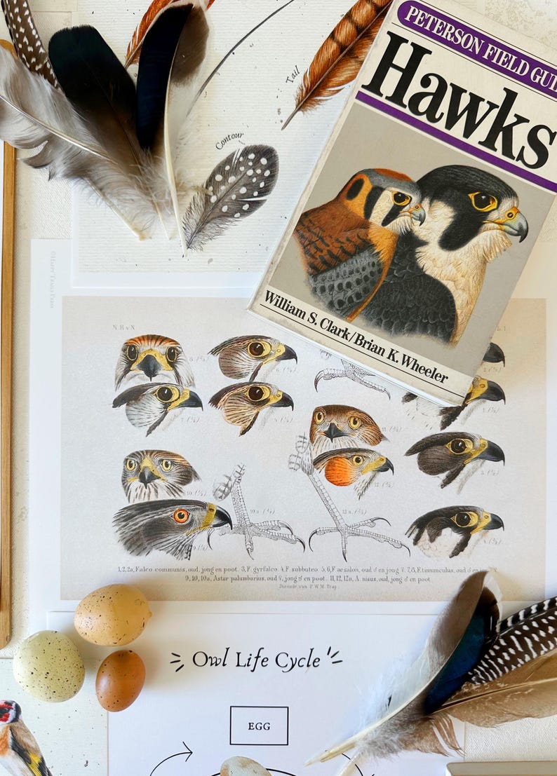 Bird Unit Study Printable, Homeschool Science Lesson, Animal Nature ...