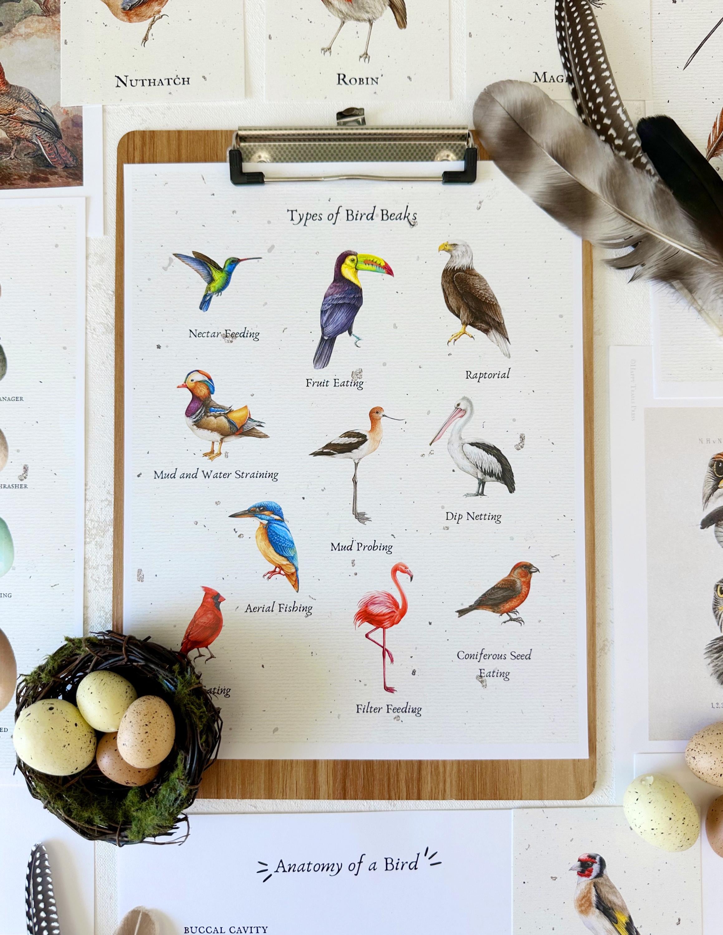 Bird Unit Study Printable, Homeschool Science Lesson, Animal Nature ...