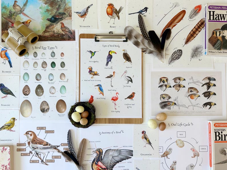 Bird Unit Study Printable, Homeschool Science Lesson, Animal Nature ...