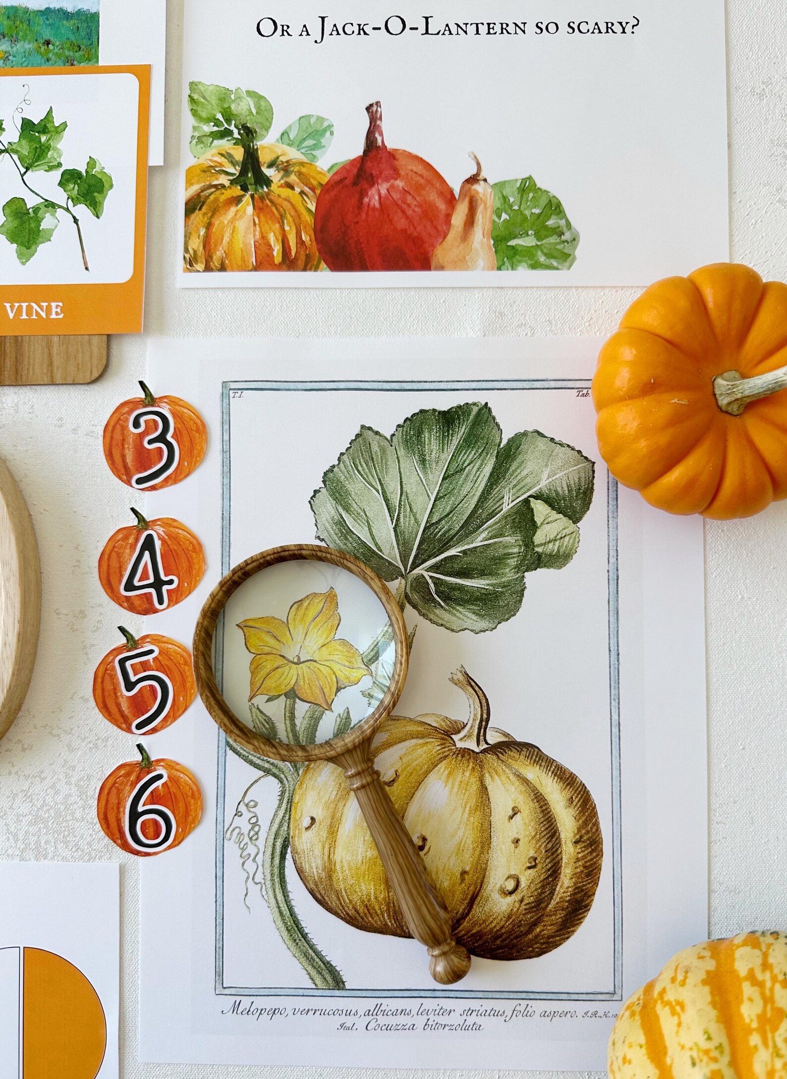 Pumpkin Unit Study, Fall Unit Study, Homeschool Pumpkin Study, Fall ...