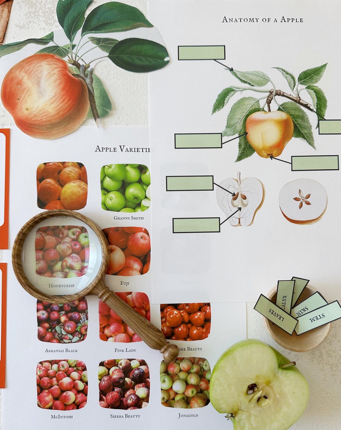 Apple Study, Fall Unit Study, Homeschool Apple Study, Fall Morning ...