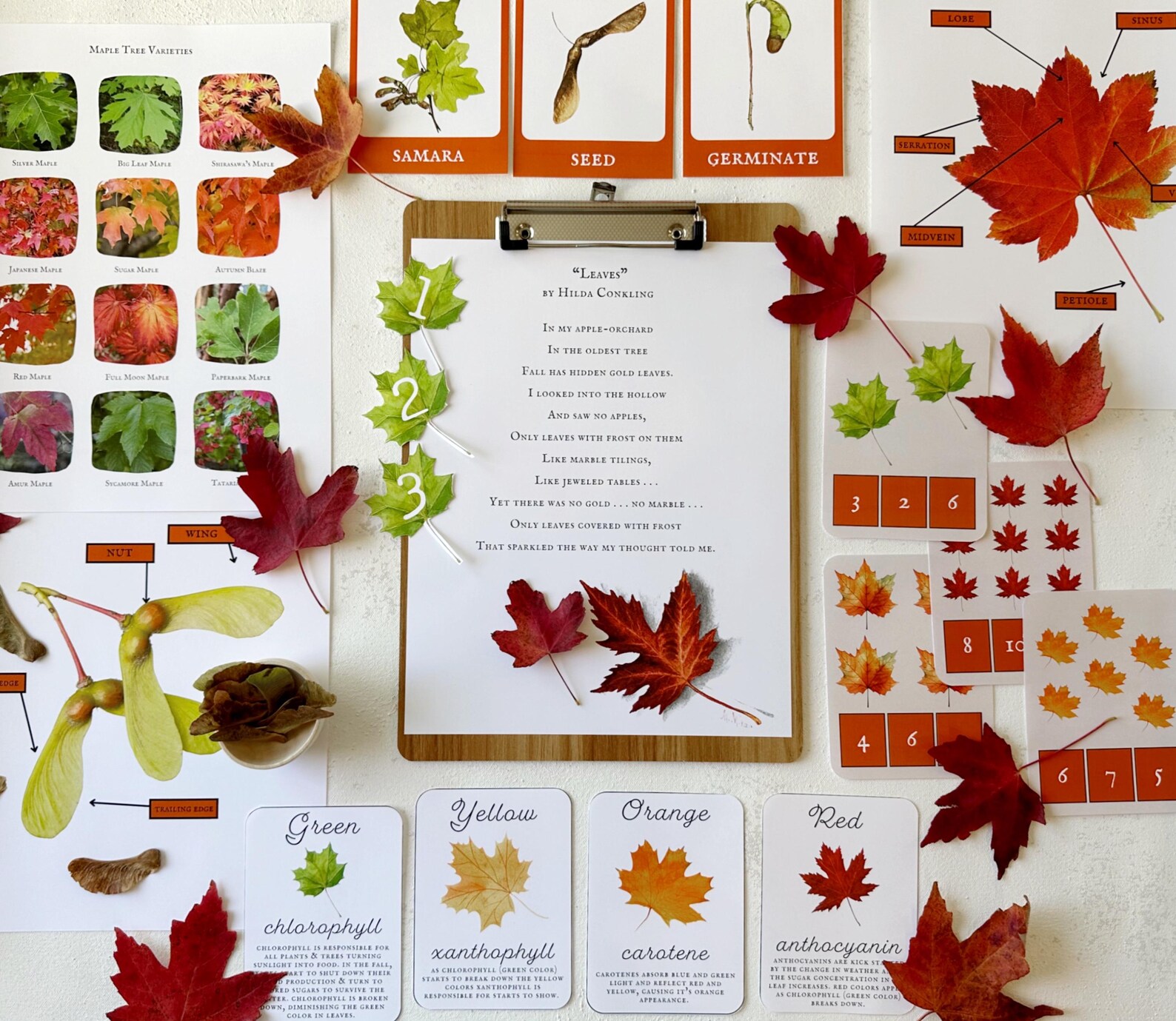Maple Tree Unit Study, Homeschool Maple Tree Study, Morning Basket ...