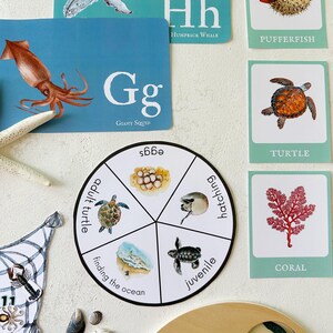 Oceanography Study, Ocean Animal Unit Study, Ocean Animal Worksheets ...