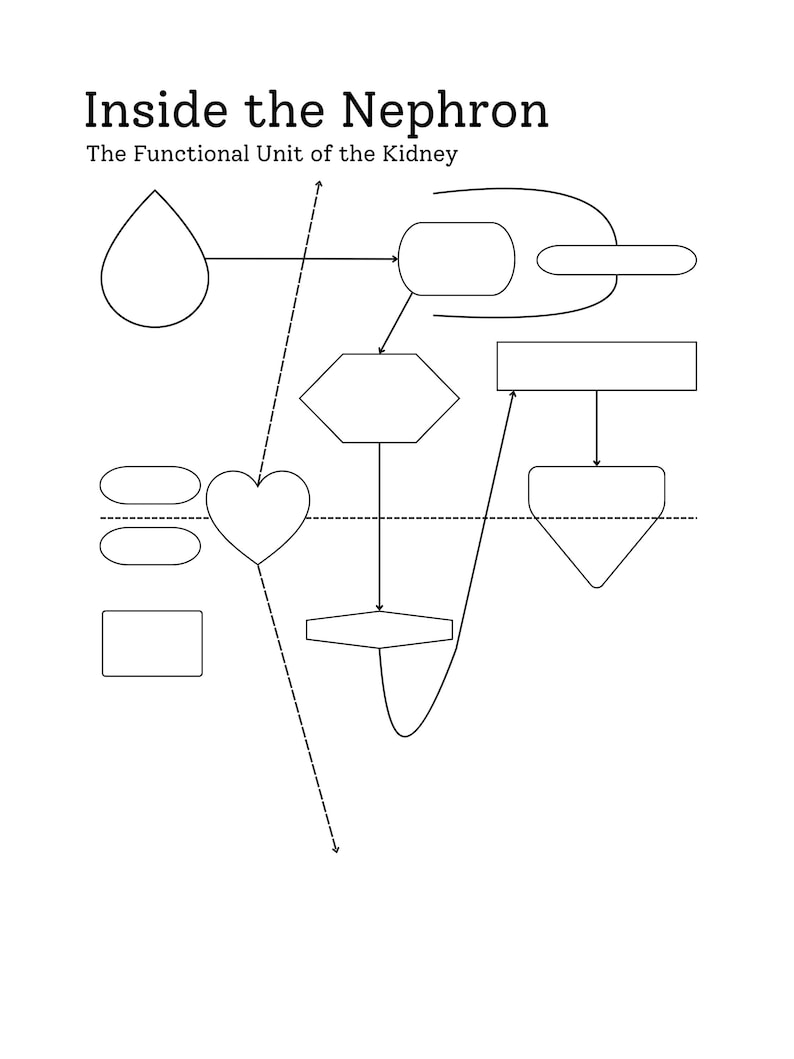 Kidney Renal Anatomy Cheat Sheet Bundle (digital Download) - Etsy