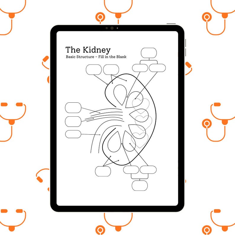 Kidney Renal Anatomy Cheat Sheet Bundle (digital Download) - Etsy