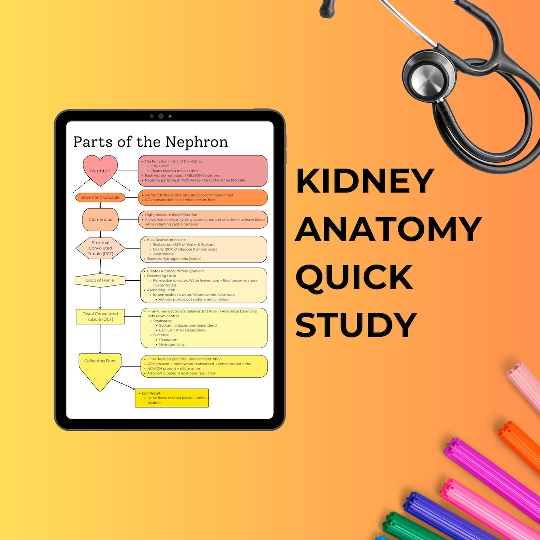 Kidney Renal Anatomy Cheat Sheet Bundle (digital Download) - Etsy