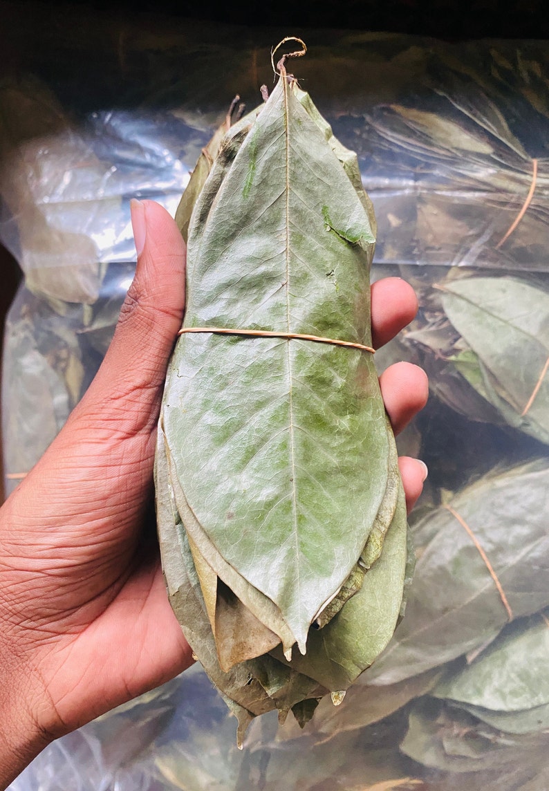 100% Organic Soursop Leaves | Guanabana | Graviola | Annona Muricata ...
