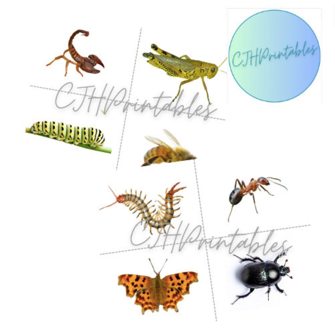 Insect Language Cards- Montessori - Etsy