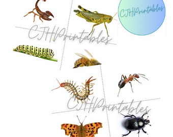 Montessori Toddler Language Cards Insects - Etsy