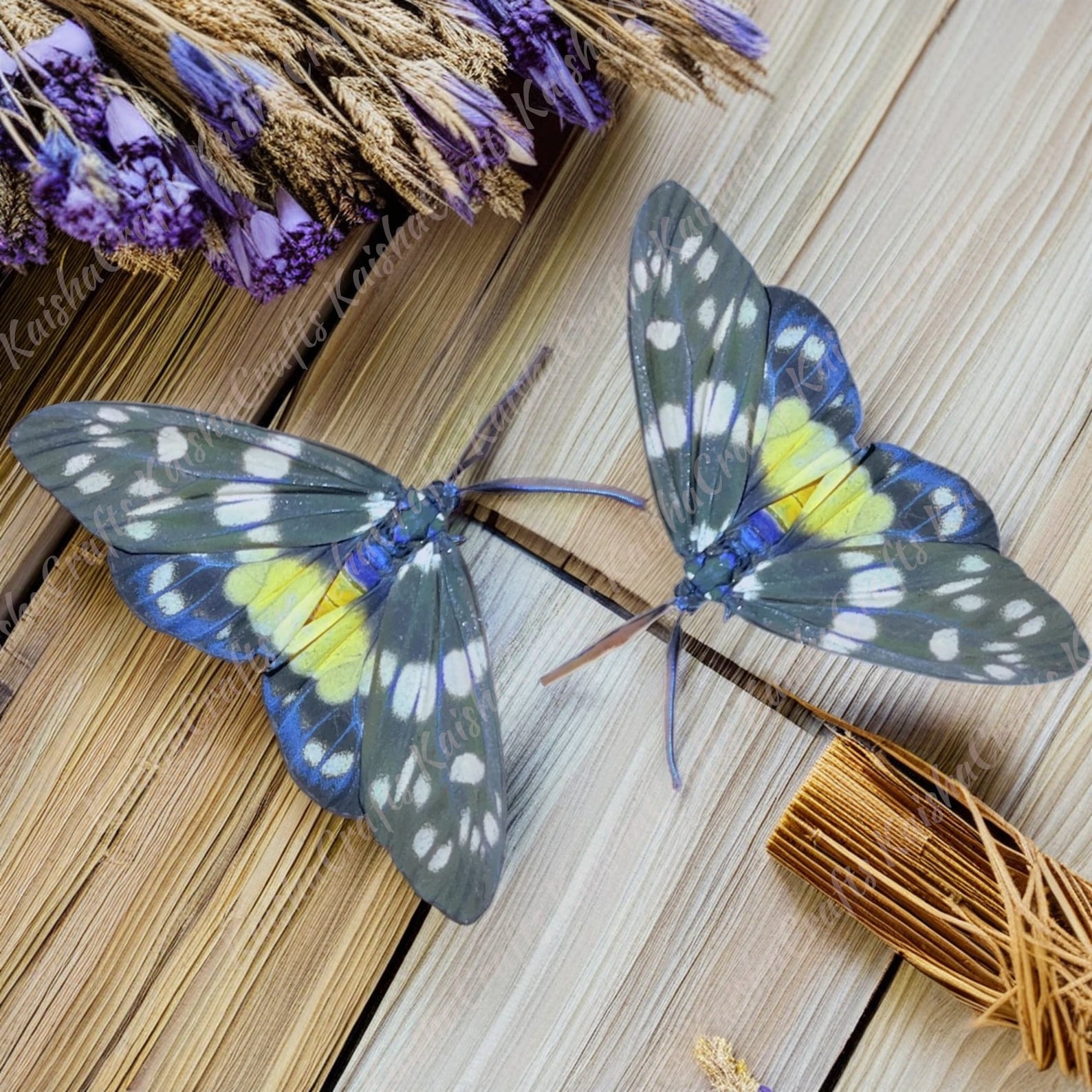 Beautiful Real Moth Specimens Unspread Insect Bug Taxidermy Craft-ready ...