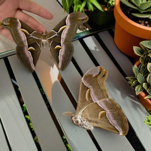 Beautiful Real Moth Specimens Unspread Insect Bug Taxidermy Craft-ready ...