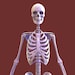 3D Printable Human Skeleton – Anatomy STL Model (digital Download) - Etsy