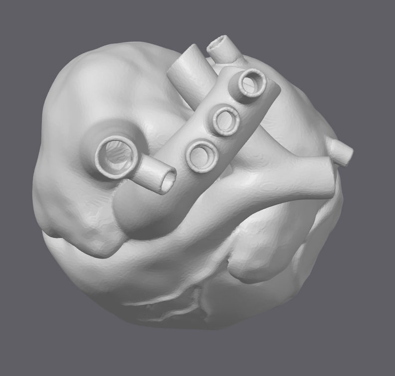 Human Heart - Anatomy - 3D Printable STL File - High Quality Digital ...
