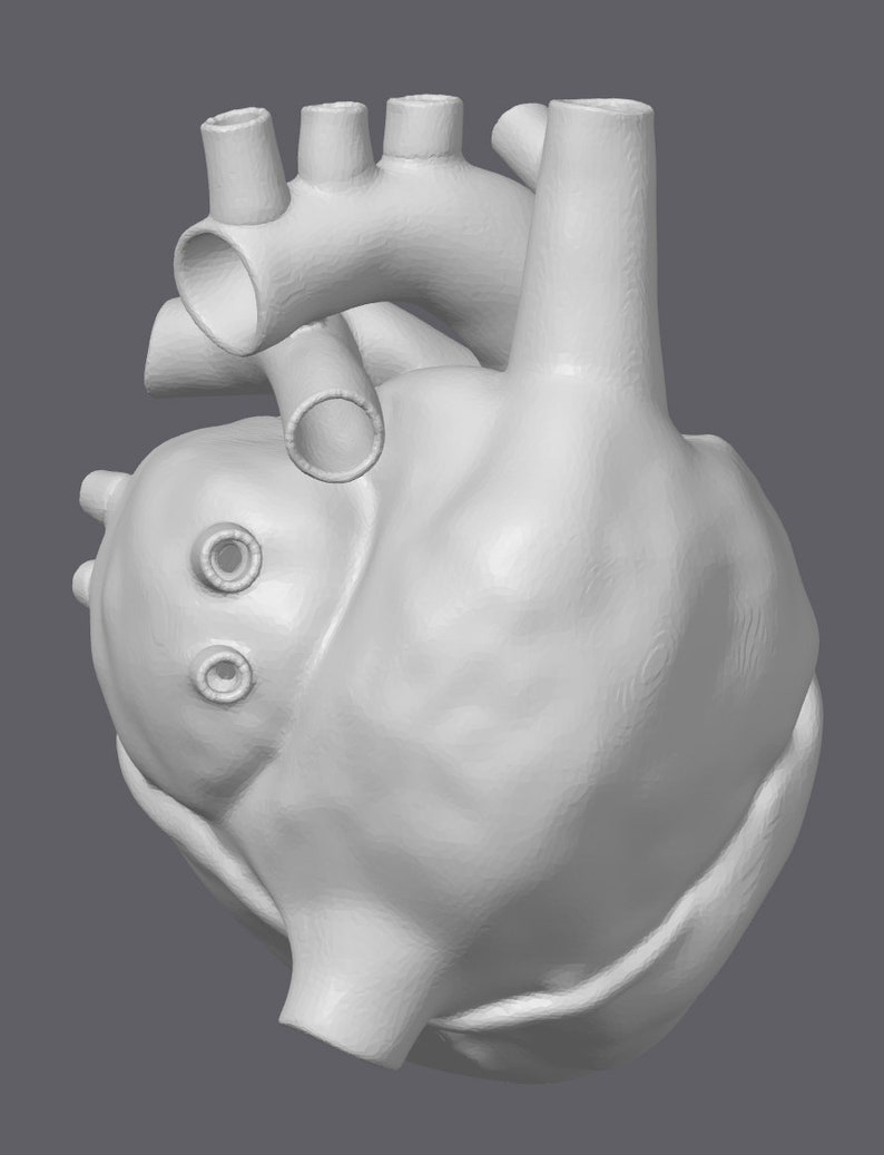 Human Heart - Anatomy - 3D Printable STL File - High Quality Digital ...