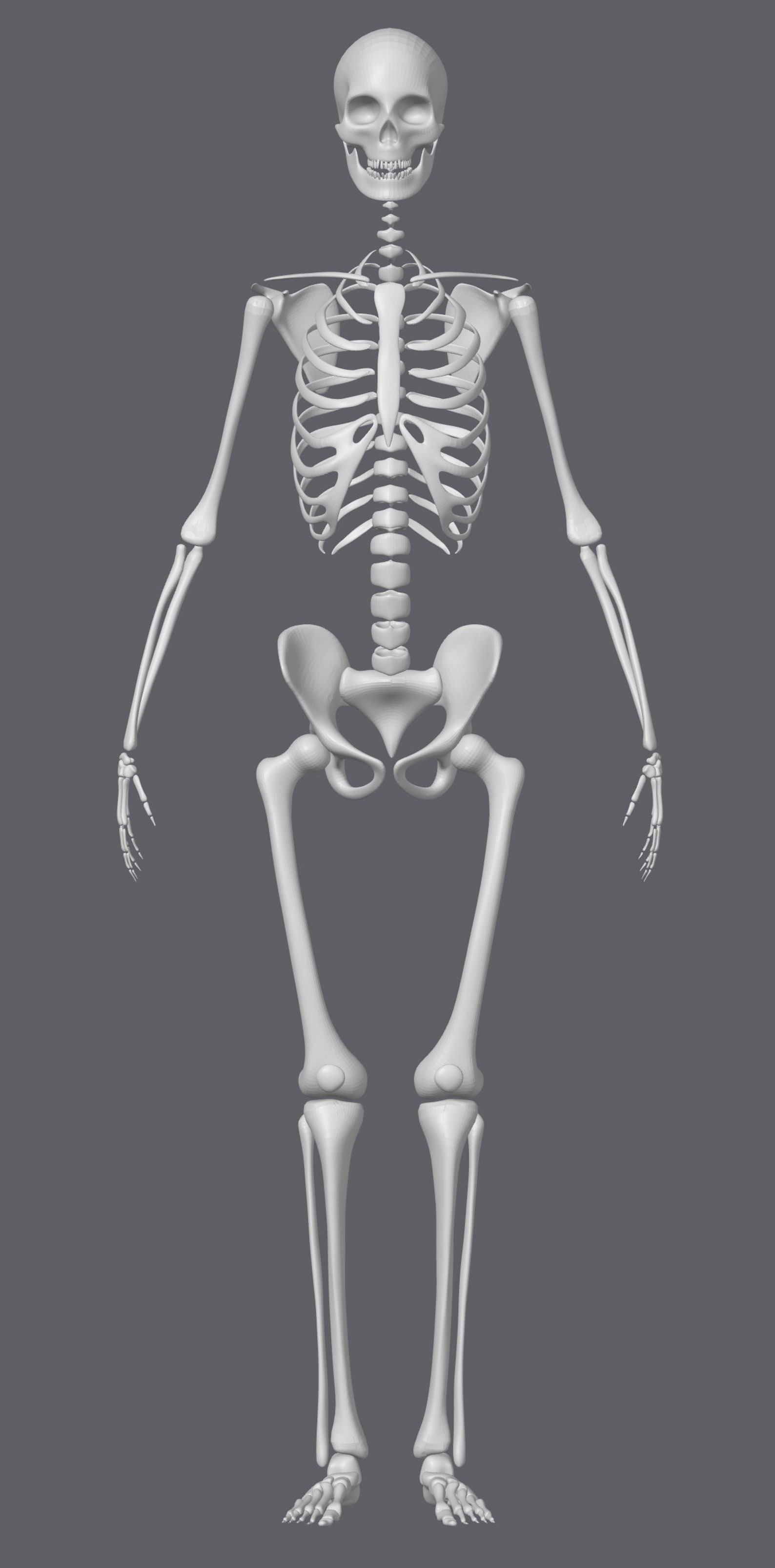 Human Skeleton - Anatomy - 3D Printable STL File - High Quality Digital ...