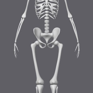 Human Skeleton - Anatomy - 3D Printable STL File - High Quality Digital ...