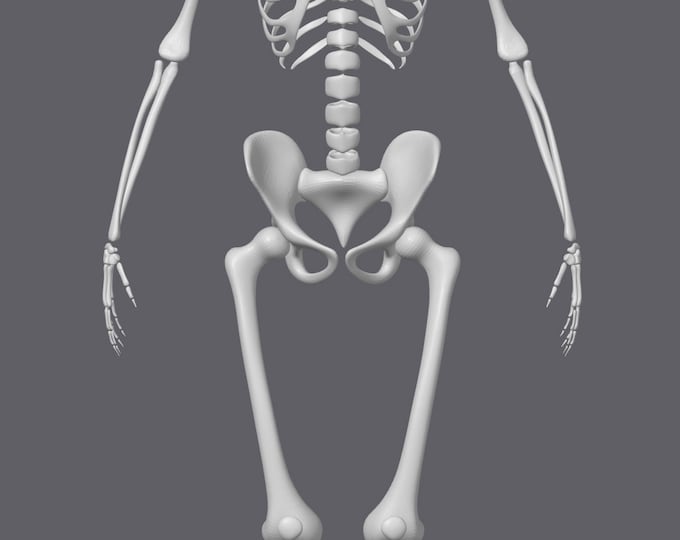 Human Body Parts / Anatomy STL Files for 3D Printers - Etsy Israel