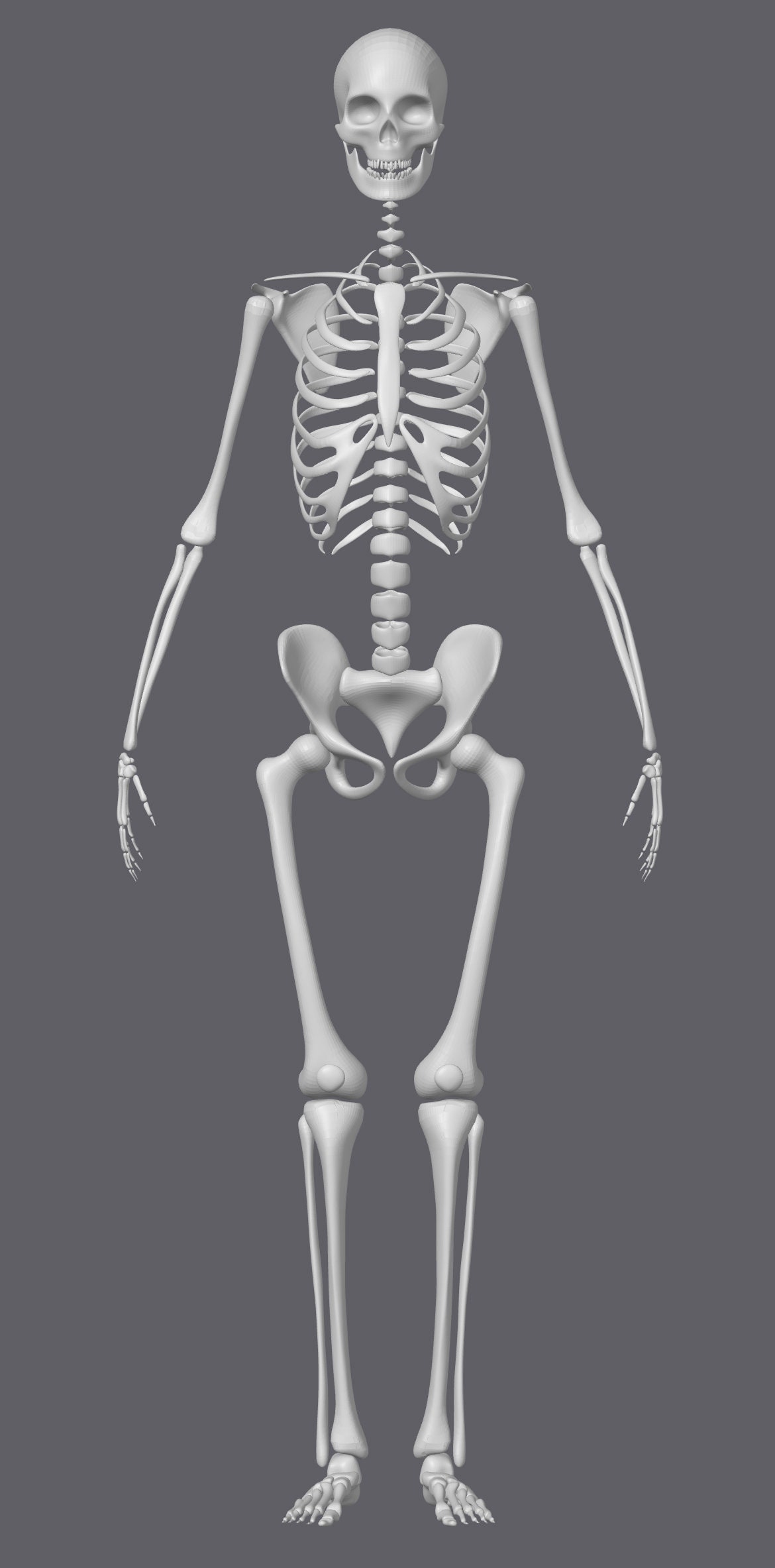 Human Skeleton - Anatomy - 3D Printable STL File - High Quality Digital ...