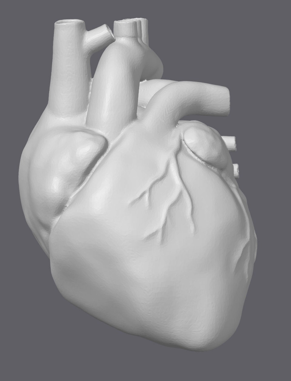 Human Heart - Anatomy - 3D Printable STL File - High Quality Digital ...