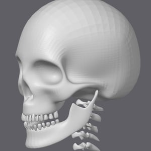 3D Printable Human Skeleton – Anatomy STL Model (digital Download) - Etsy
