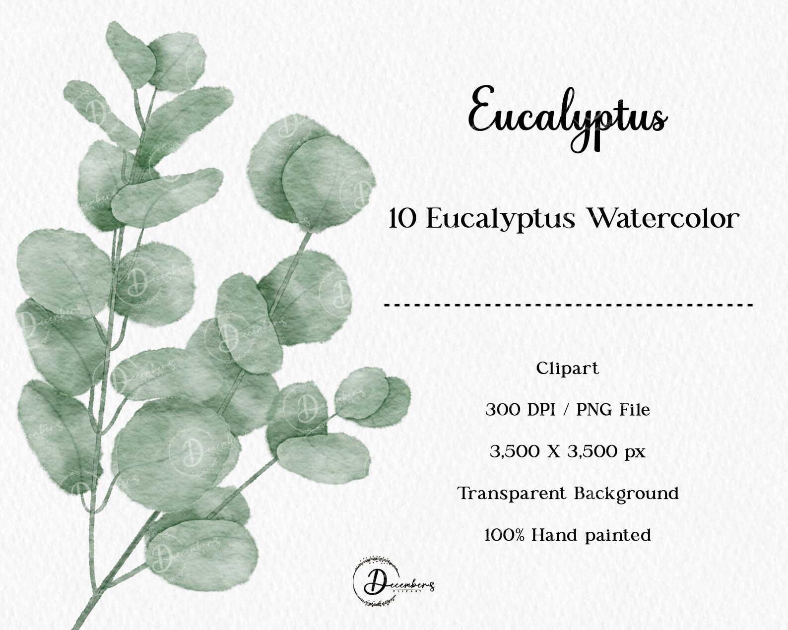 Watercolor Eucalyptus Leaves PNG Clipart, Watercolor Botanical ...