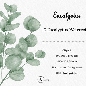 Watercolor Eucalyptus Leaves PNG Clipart, Watercolor Botanical ...