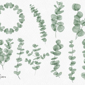Watercolor Eucalyptus Leaves PNG Clipart, Watercolor Botanical ...