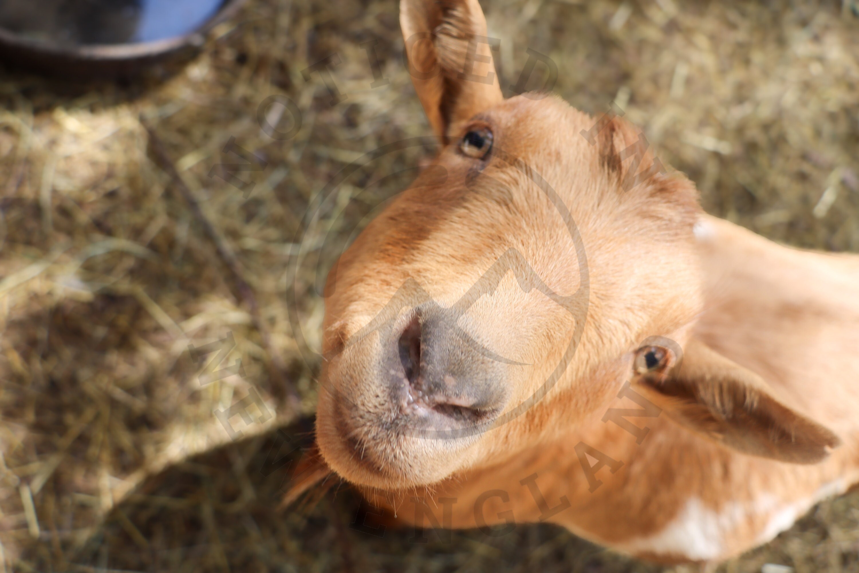 Cute Goat Photo Print - Wall Art - Etsy