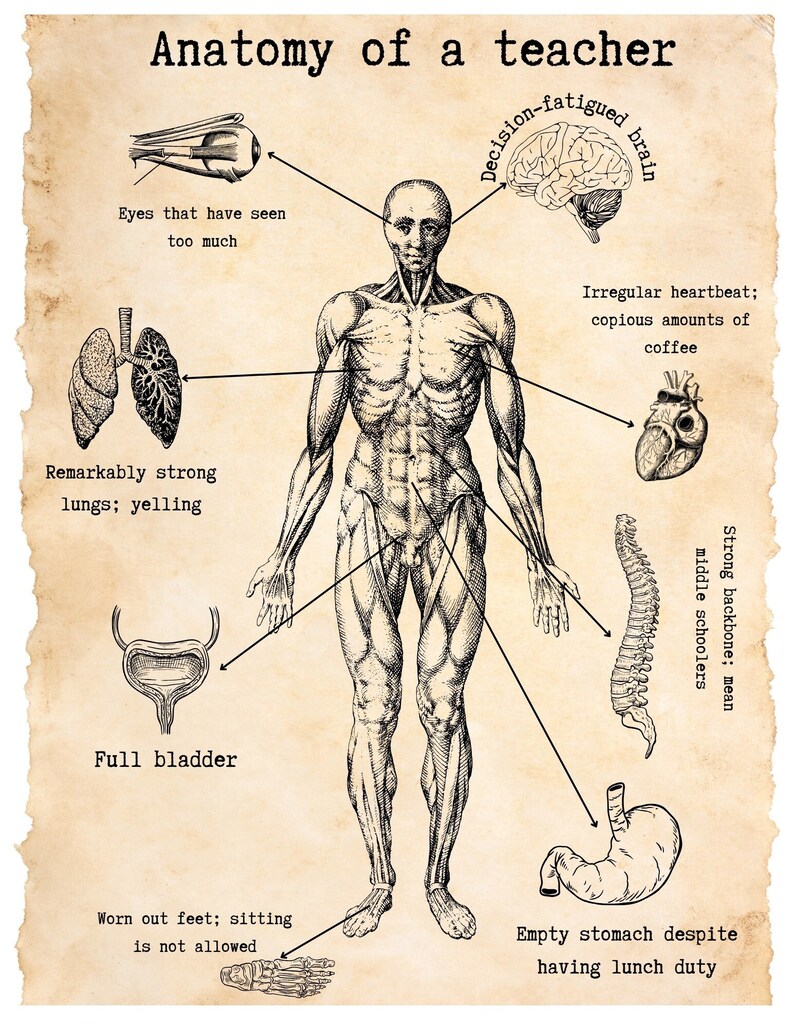 Anatomy of a Teacher Poster Printable Lower Price! - Etsy