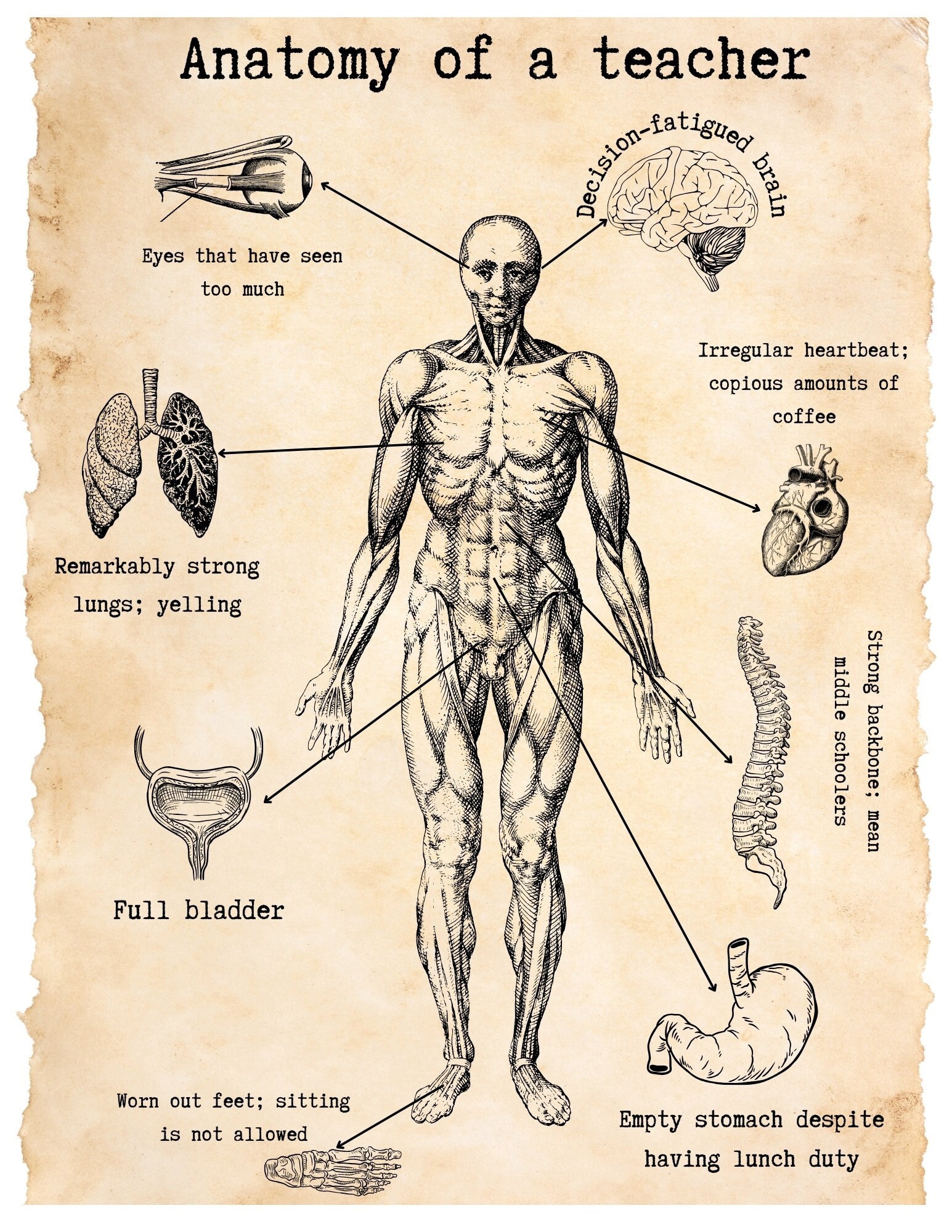 Anatomy of a Teacher Poster Printable Lower Price! - Etsy