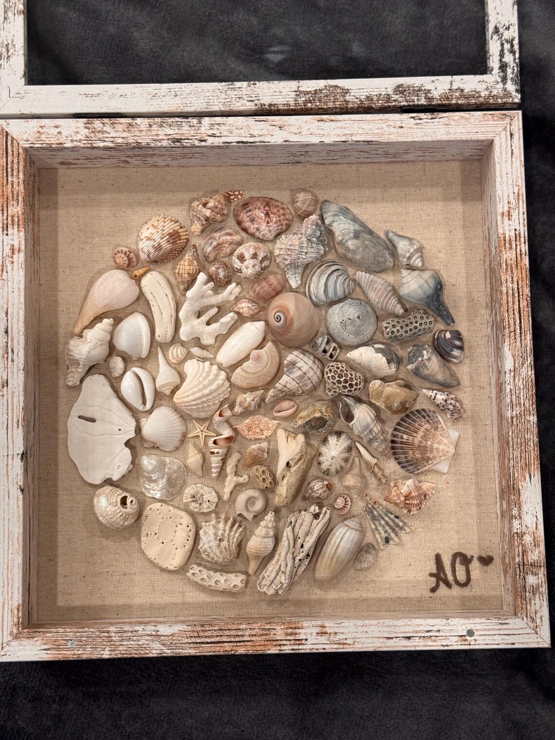 Handmade Shell Art Shadowbox W/ Fossils - Etsy