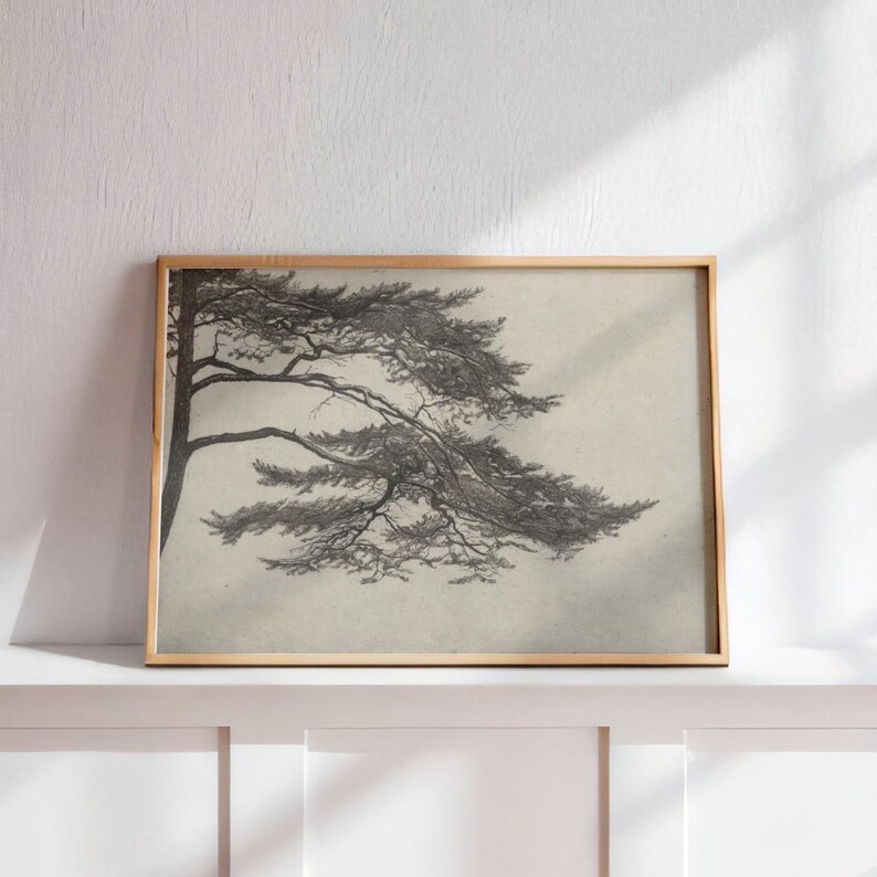 Antique Pine Tree Study Print | Plant Drypoint Etching | Vintage ...