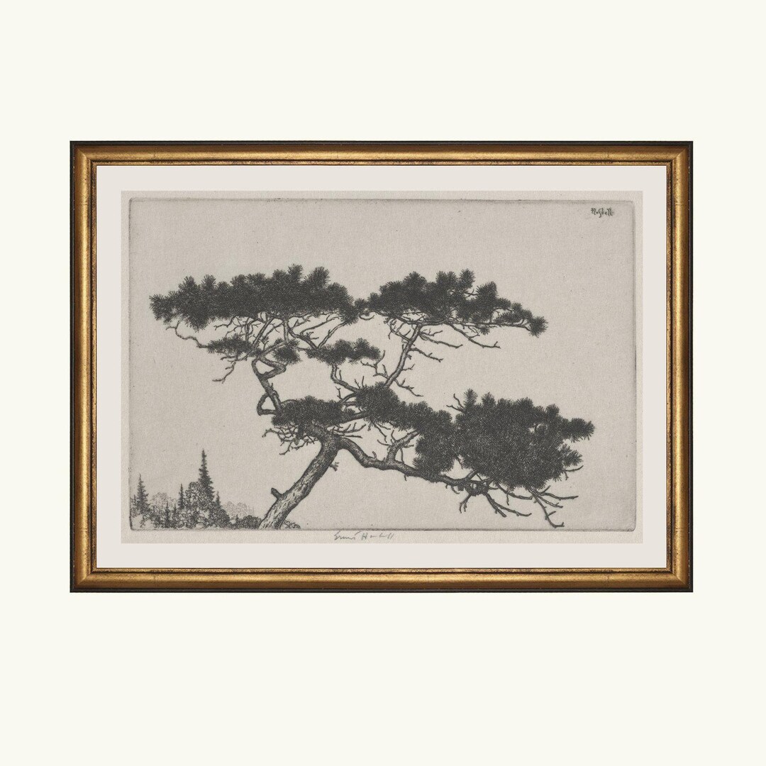 Antique Pine Tree Drawing Print | Evergreen Plant Drypoint Etching ...