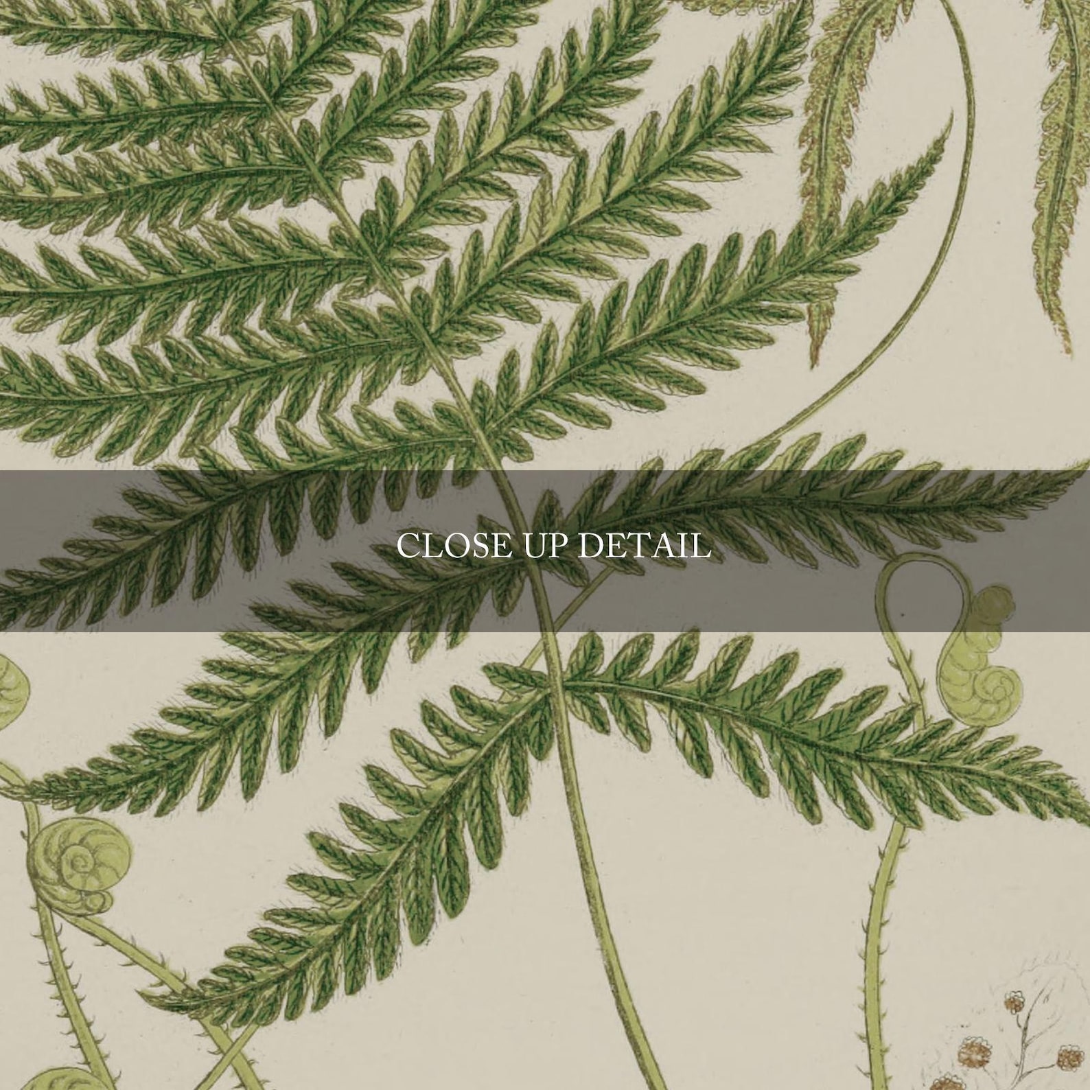 Set of Two British Fern Frond Study Prints | Botanical Garden | Green ...