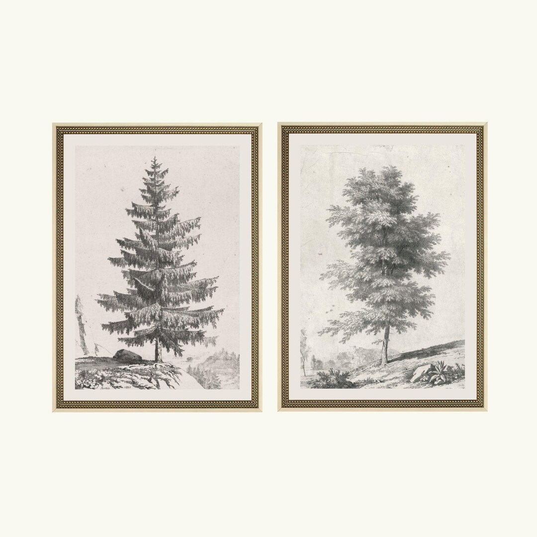Set of Two Evergreen Tree Drawing Prints | Vintage Pine Oak Cypress ...