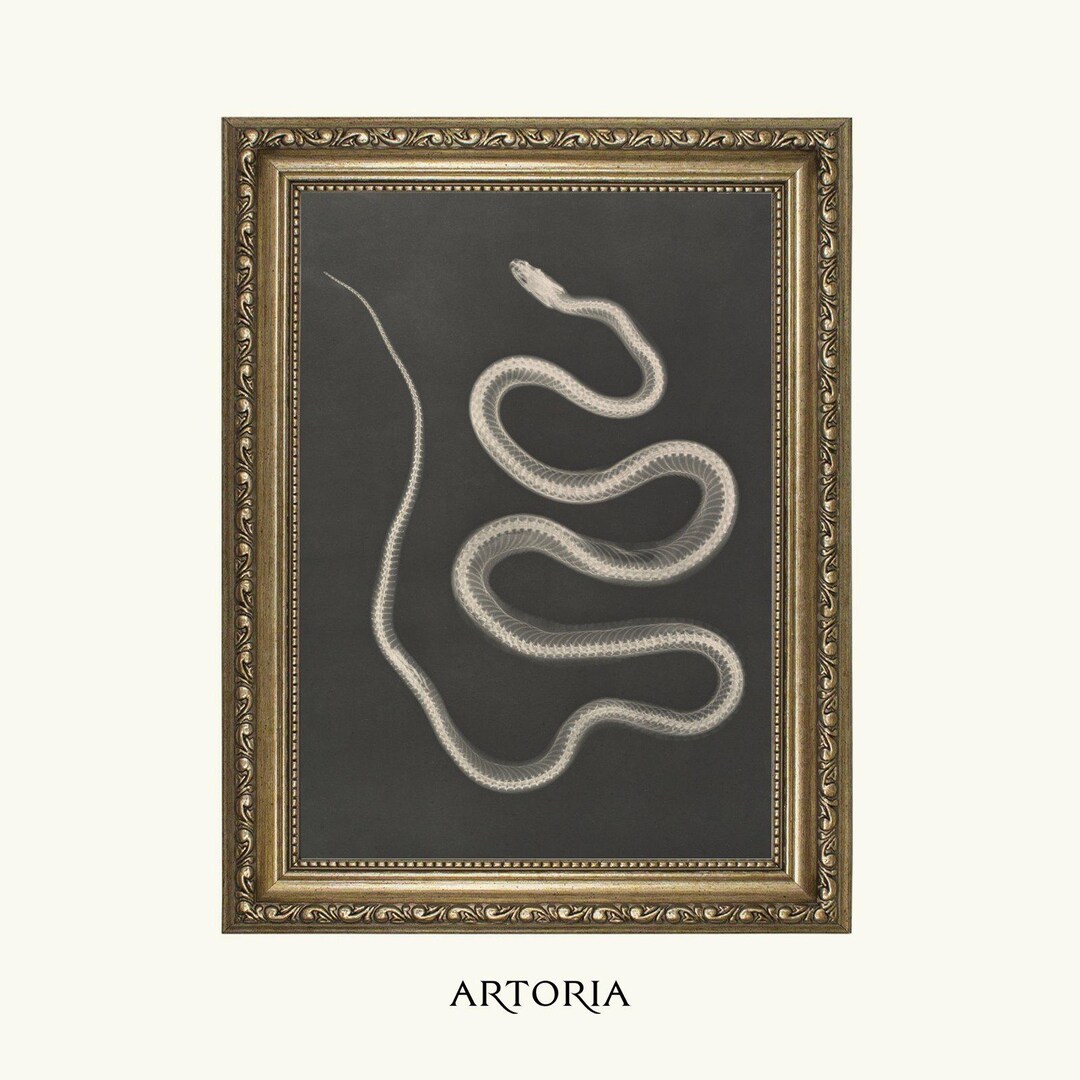 Antique Xray Photography Poster | Snake Illustration Wall Art | Animal ...