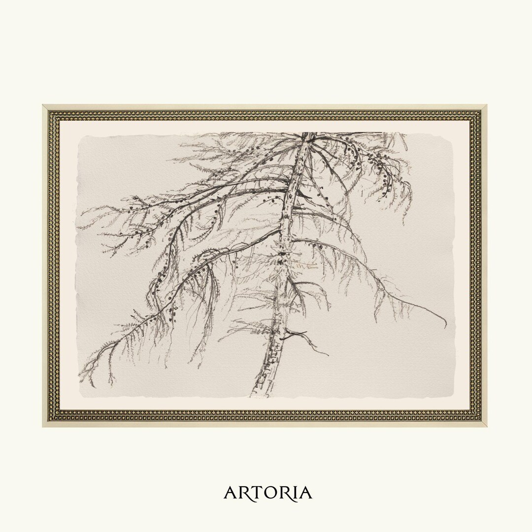 Antique Larch Tree Drawing Print | Graphite Pencil Study Sketchbook ...