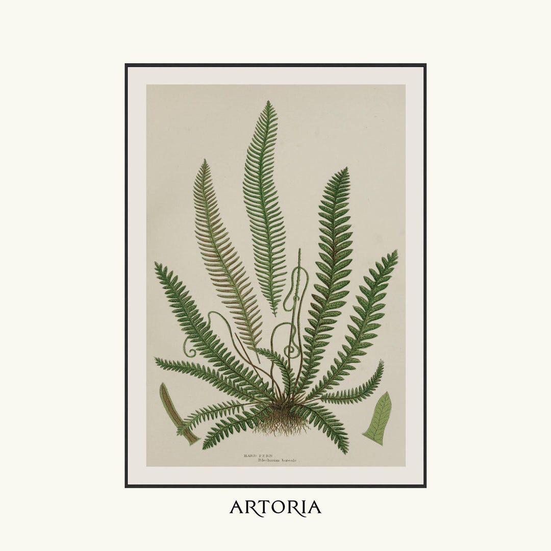 Antique Brittish Fern Study Print | Botanical Garden Print | Grasses ...
