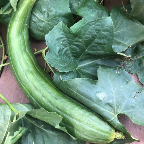 Organic Luffa Seeds, Luffah Seeds, Loofah Seeds, Organic Garden Seeds ...