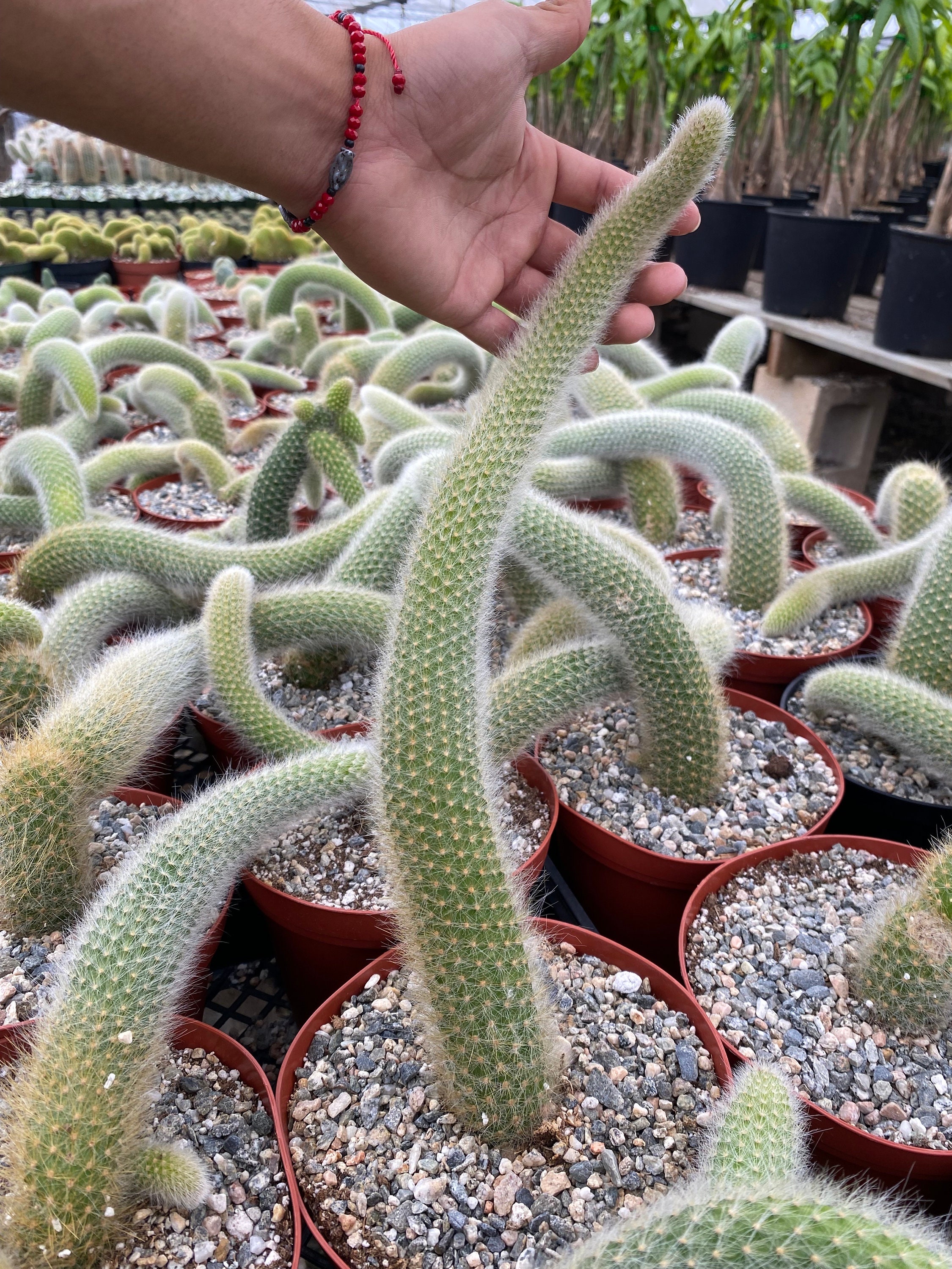 Monkey Tails hildewintera Colademononis Cactus 6 Inch Pots and More ...