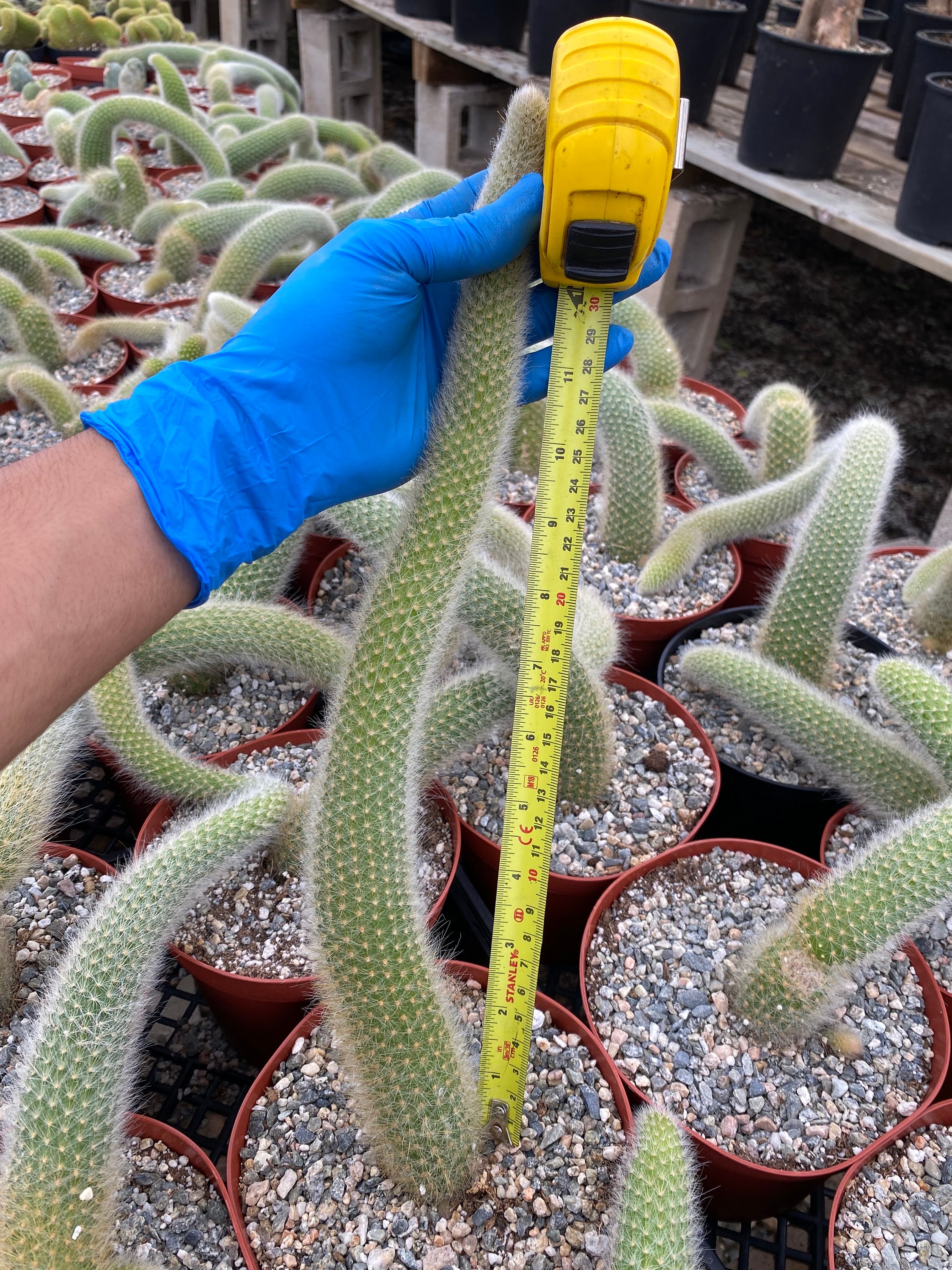 Monkey Tails hildewintera Colademononis Cactus 6 Inch Pots and More ...