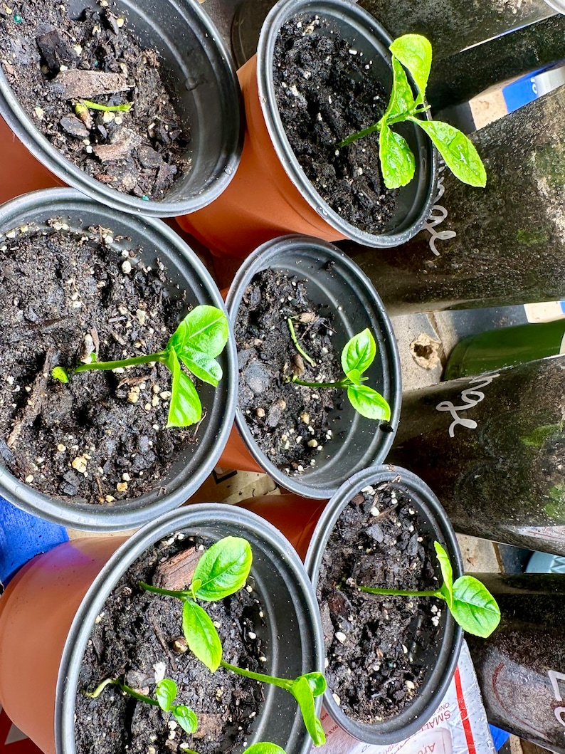 Lemon Tree Seedling Lemon Tree Starter Plant 4 Inch Pot - Etsy