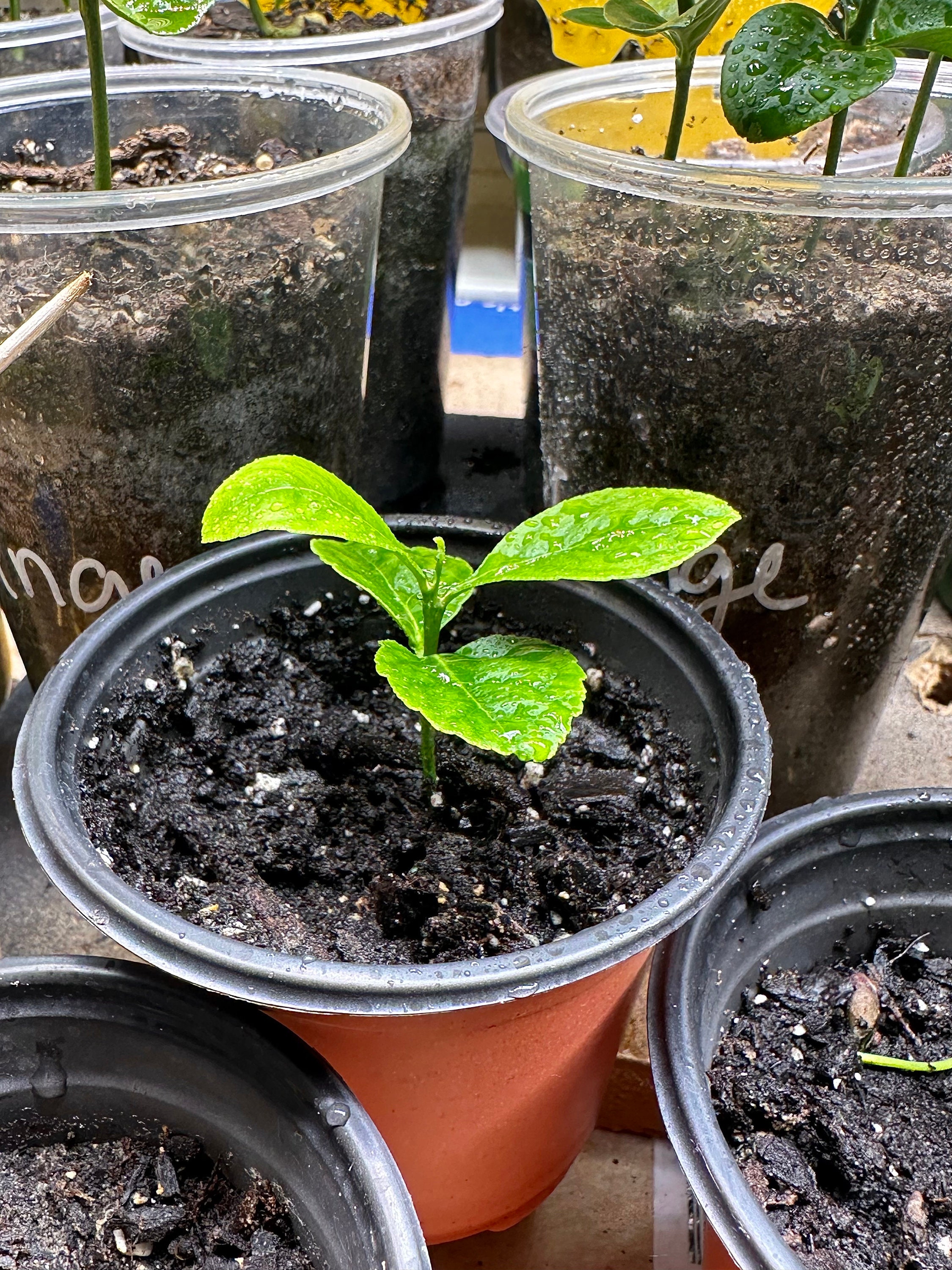 Lemon Tree Seedling Lemon Tree Starter Plant 4 Inch Pot - Etsy